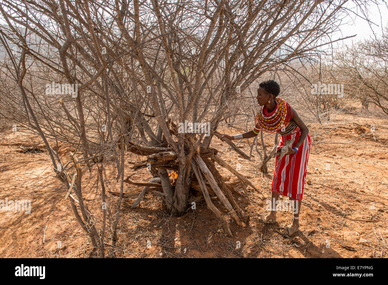 Acacia Reficiens High Resolution Stock Photography and Images - Alamy