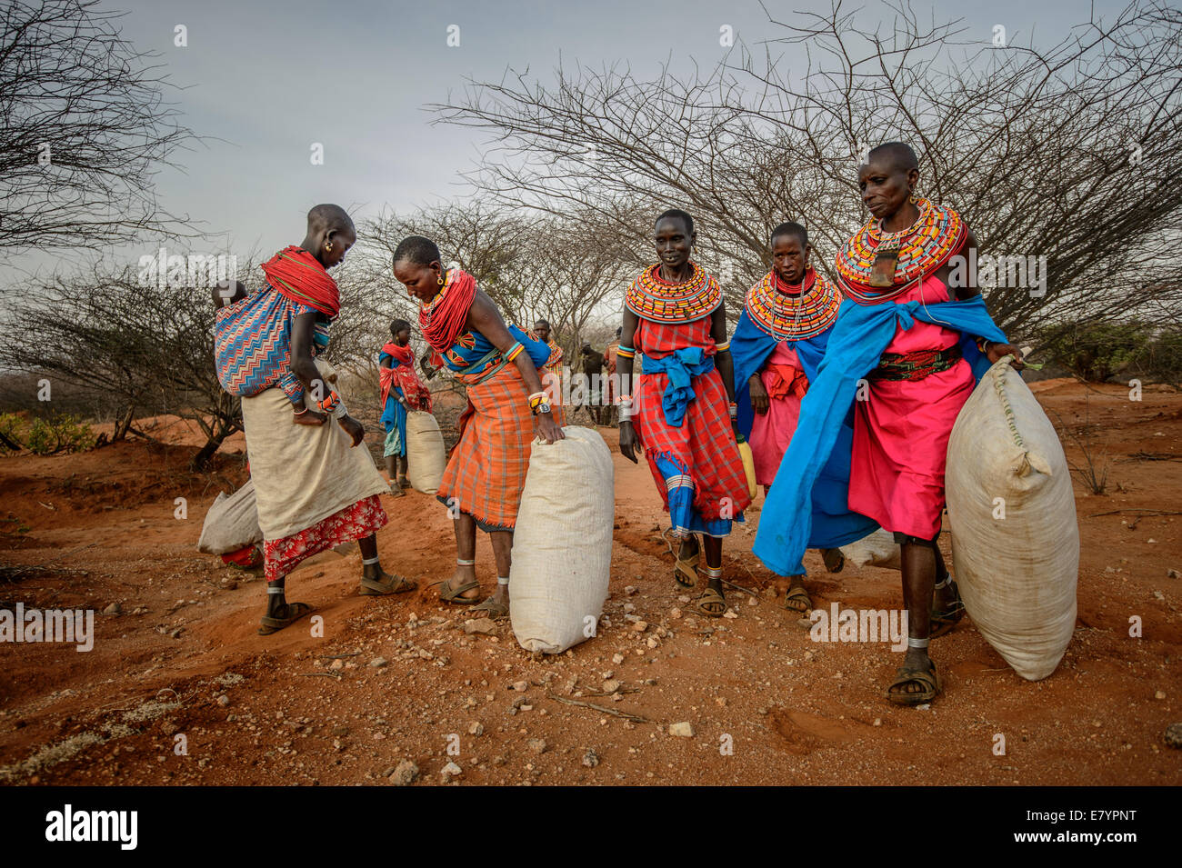 At West Gate Conservancy in Northern Kenya, Samburu women chop down ...
