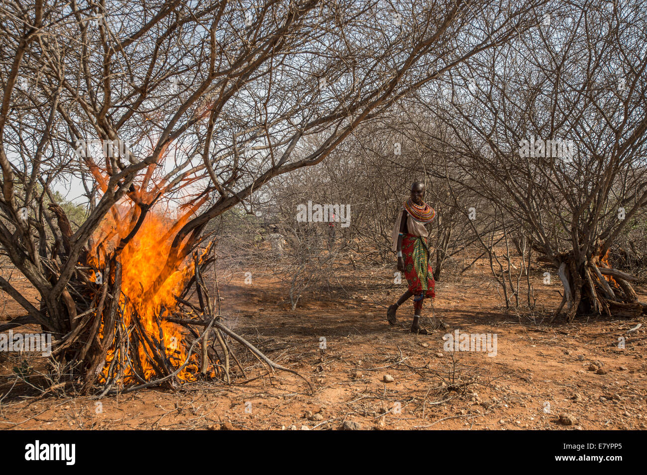 Acacia reficiens hi-res stock photography and images - Alamy