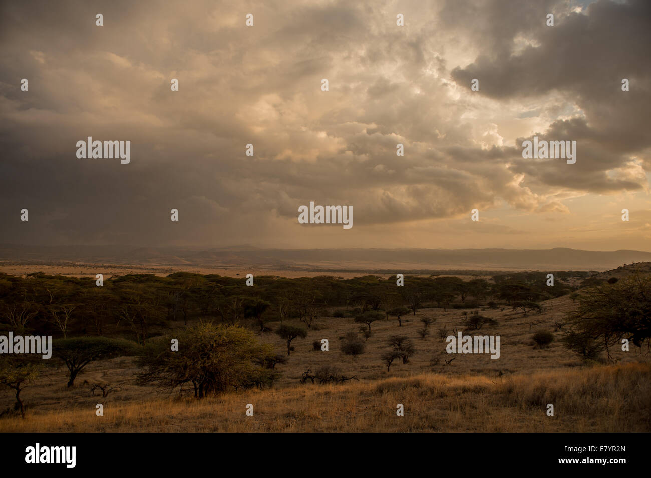 The Lewa Wildlife Conservancy serves as a refuge for endangered species ...