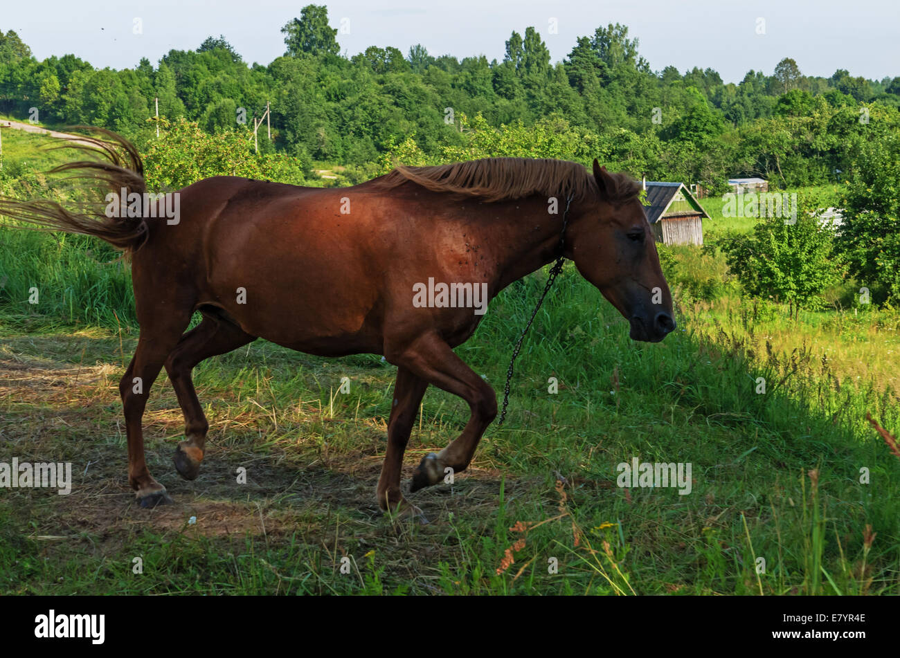 The rural horse struggles with gadflies Stock Photo - Alamy