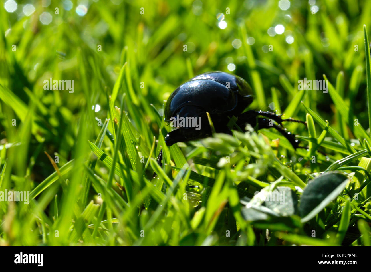 Sun beetle insect hi-res stock photography and images - Alamy