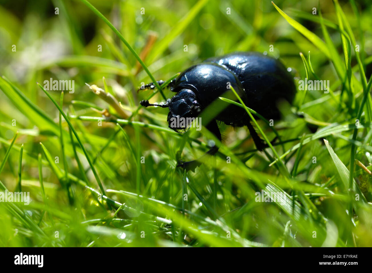 Sun beetle insect hi-res stock photography and images - Alamy