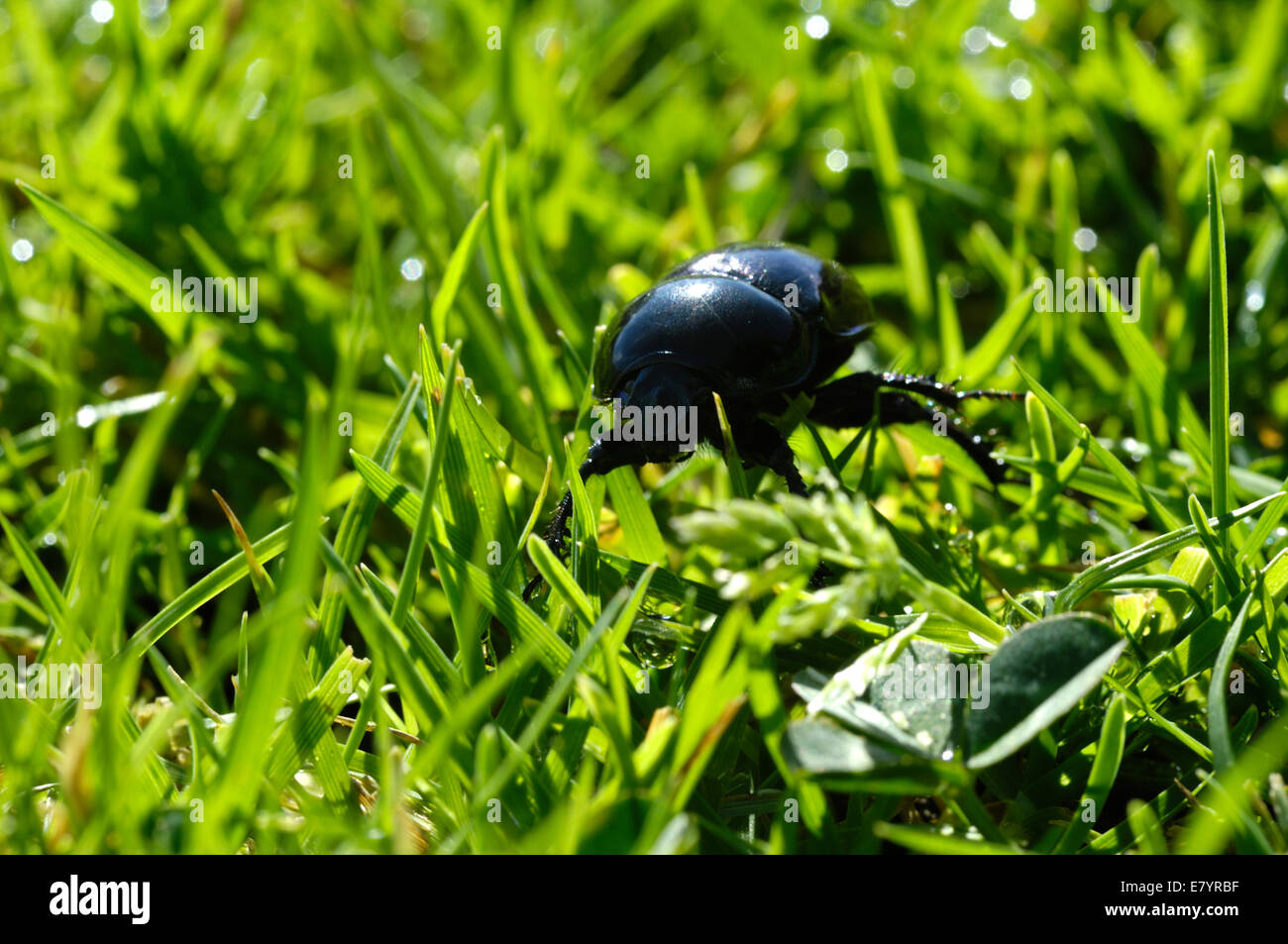 Sun beetle insect hi-res stock photography and images - Alamy