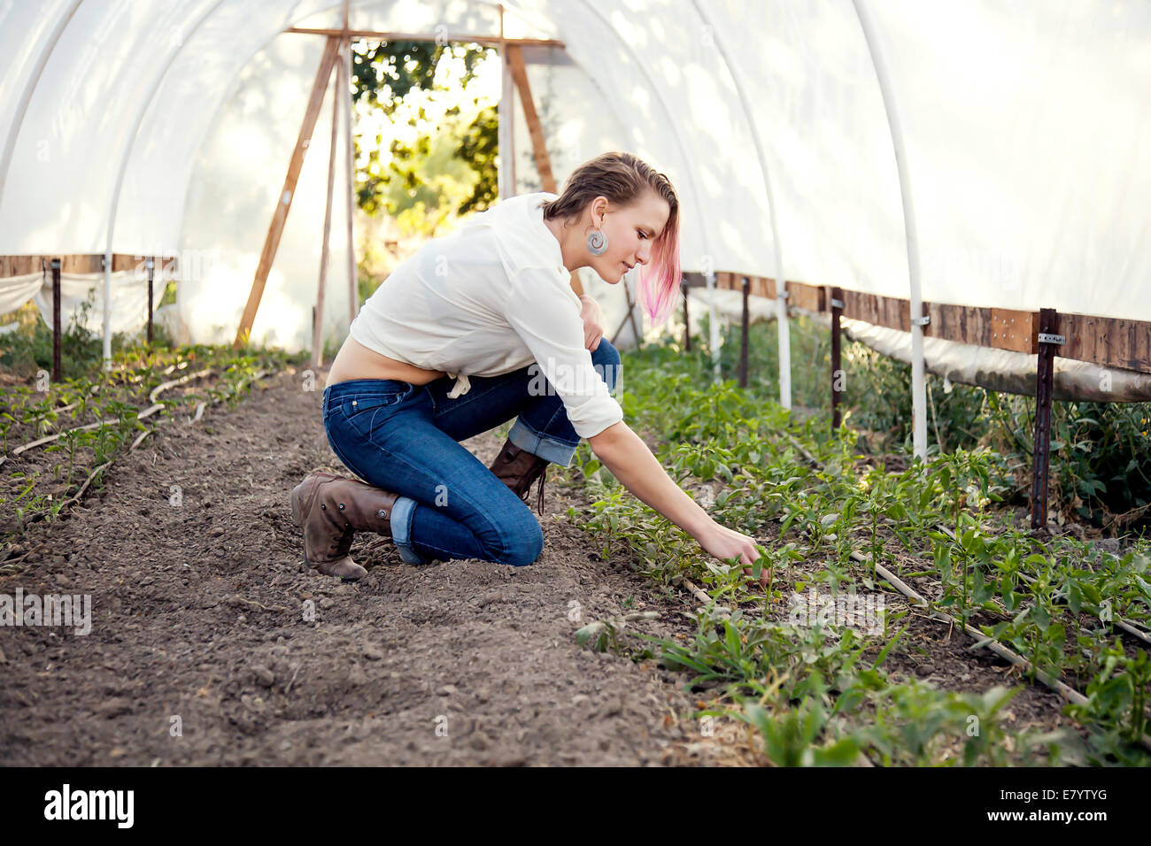 Young woman planting crop in greenhouse Stock Photo - Alamy