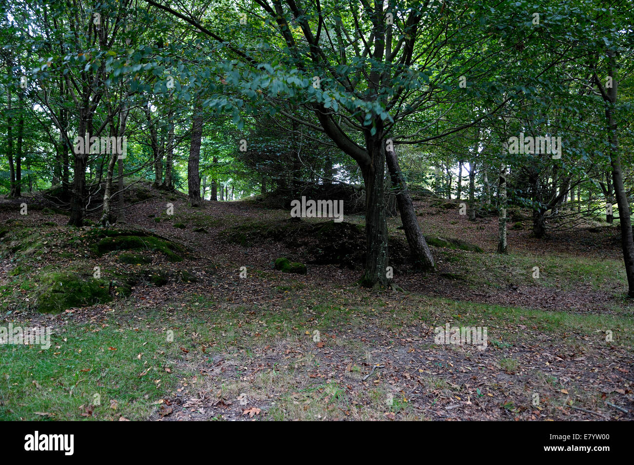 Beech forest exterior beech forest exterior hi-res stock photography ...