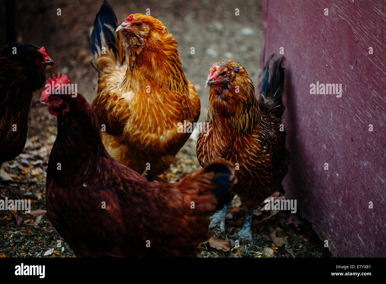 Chickens female bird animals above hi-res stock photography and images ...