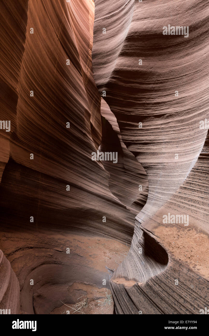 Twists and turns, Rattlesnake Canyon, Page, Arizona, USA Stock Photo ...