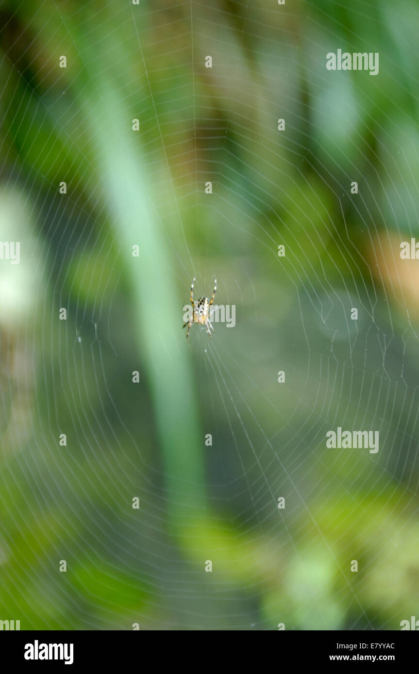 Vertical spiderweb hi-res stock photography and images - Alamy