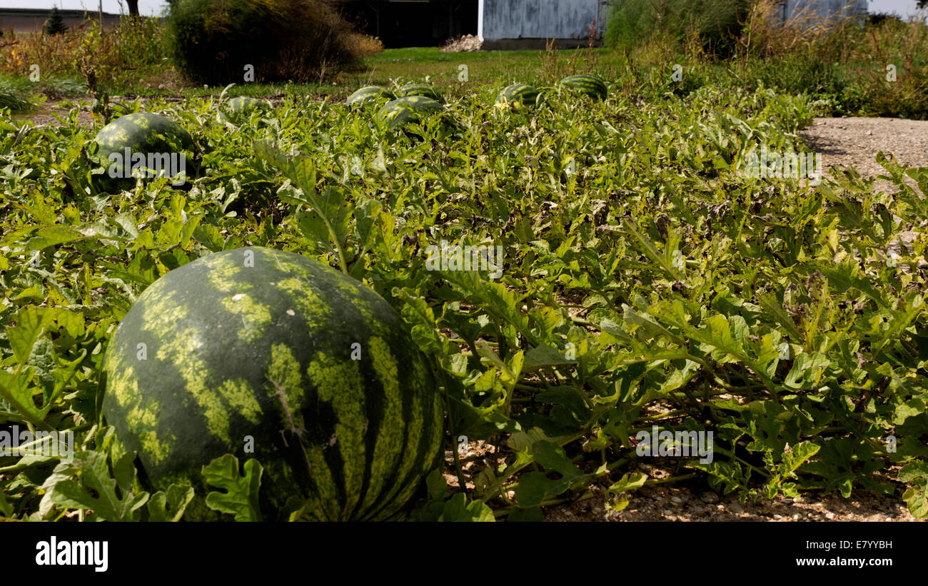 Watermelon vine hi-res stock photography and images - Alamy