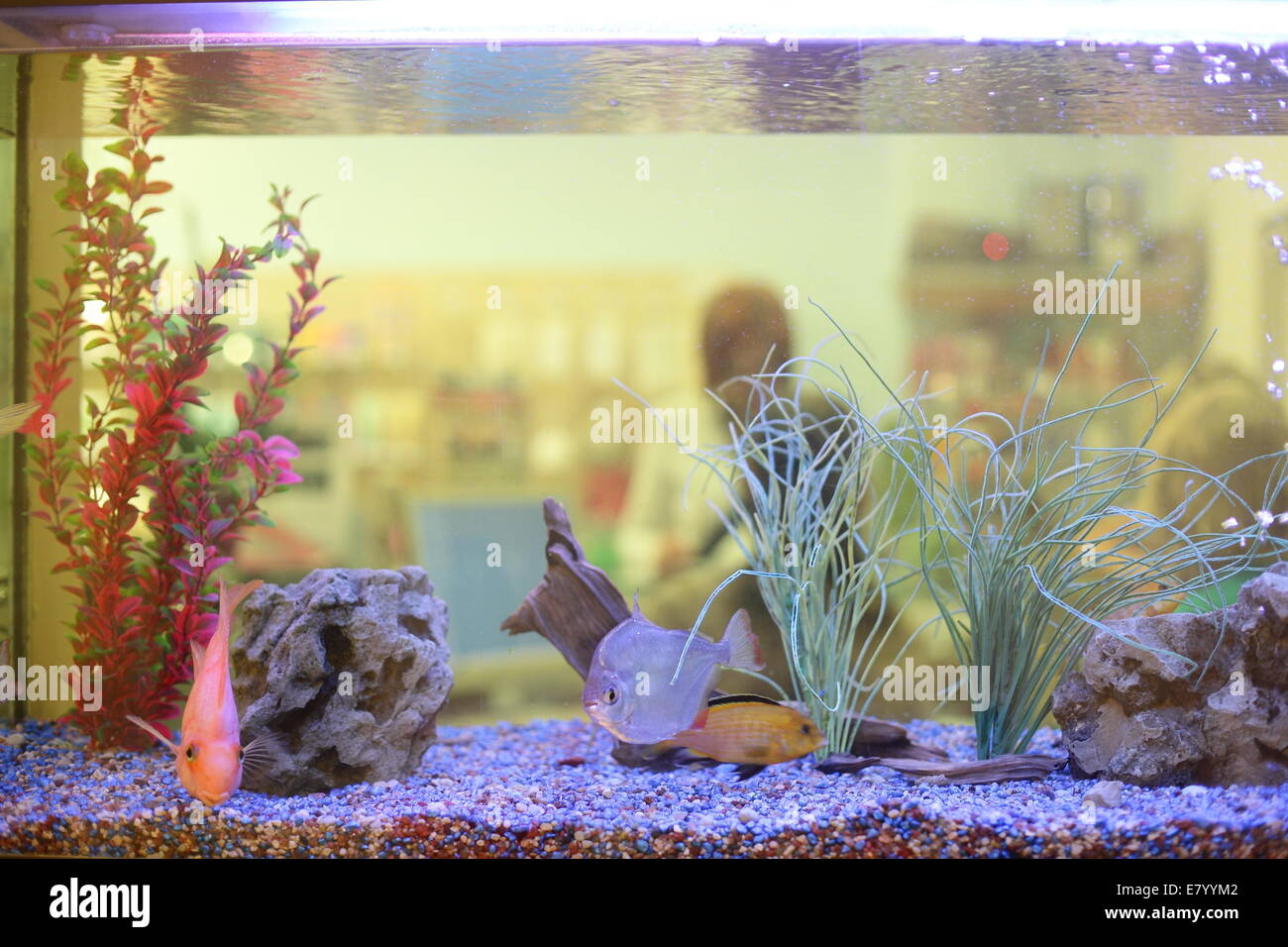 close up of aquarium tank full of fish Stock Photo - Alamy
