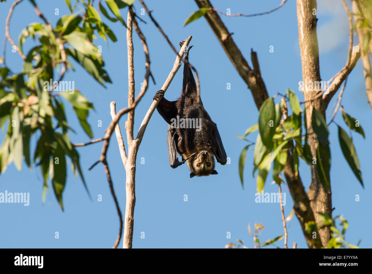 Flying fox hanging from tree hi-res stock photography and images - Alamy