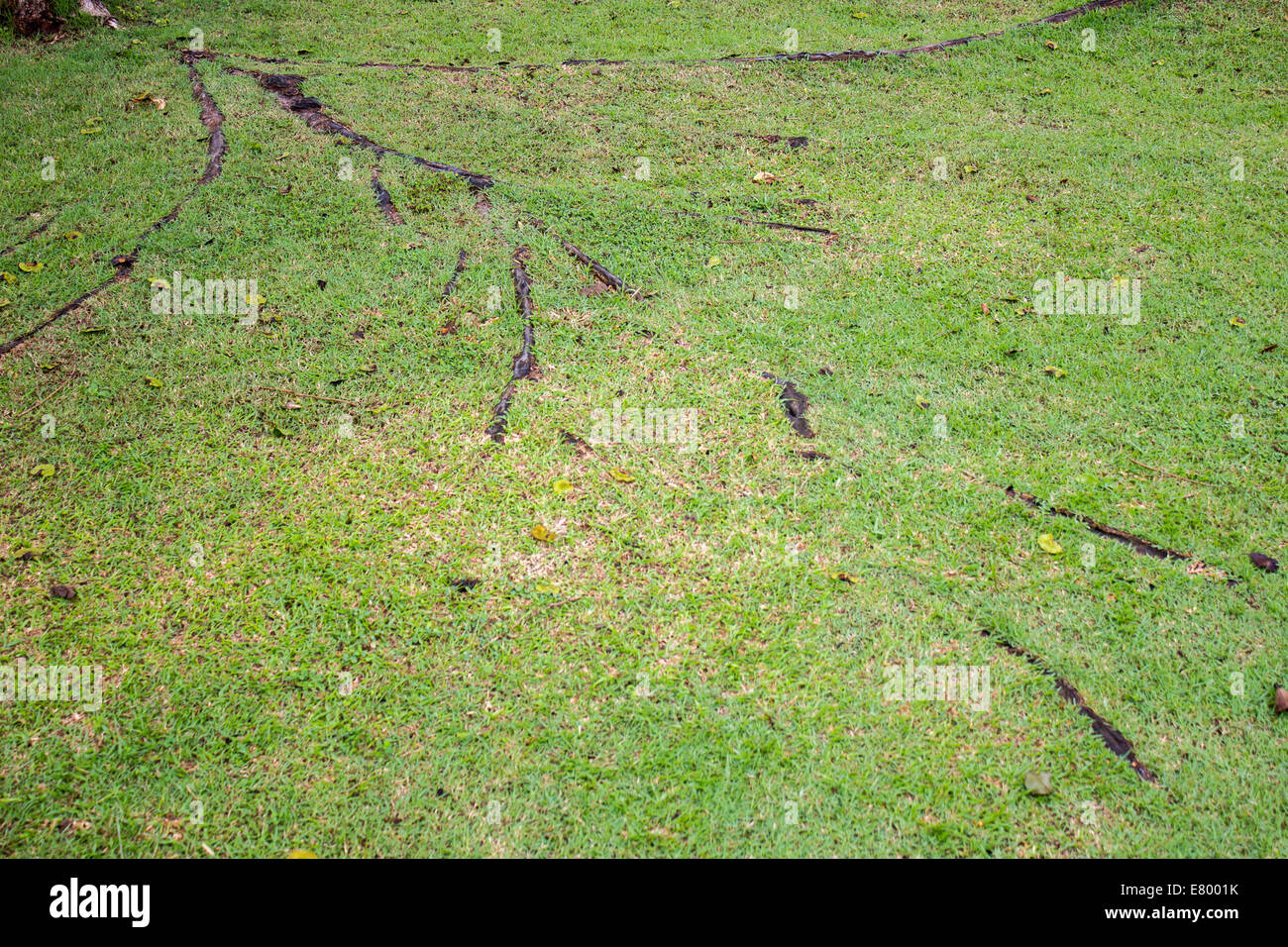 Grass long roots hi-res stock photography and images - Alamy