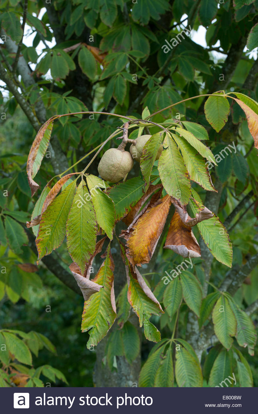 Conker Tree Autumn Stock Photos & Conker Tree Autumn Stock Images - Alamy