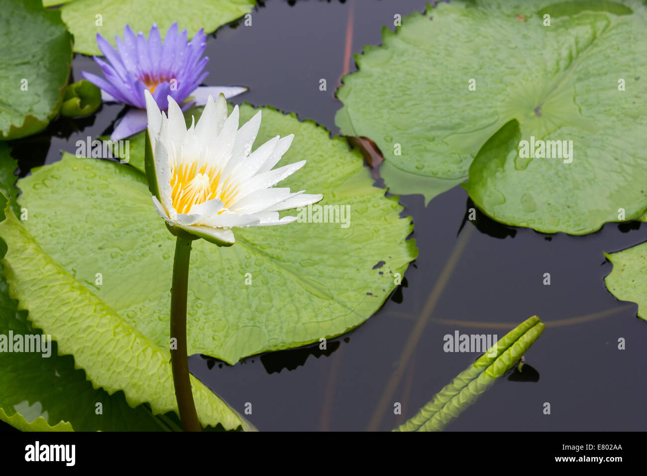 Lotus tree hi-res stock photography and images - Alamy