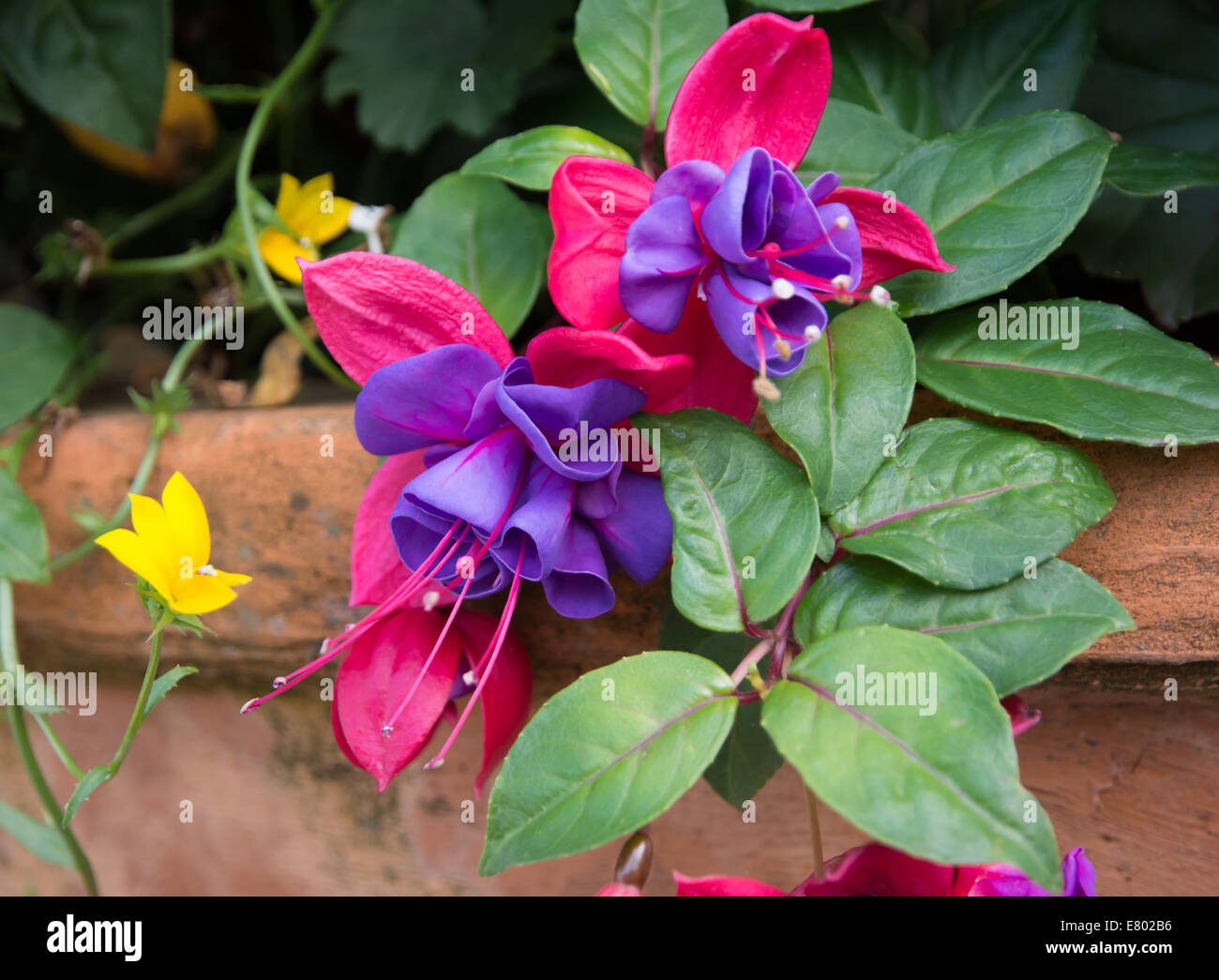 Flowers terracotta pot hi-res stock photography and images - Alamy