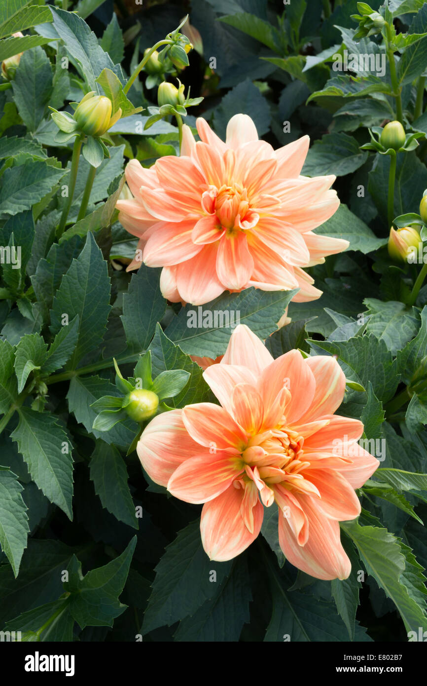 Dahlias. Two dahlias and foliage in autumn garden in September ...