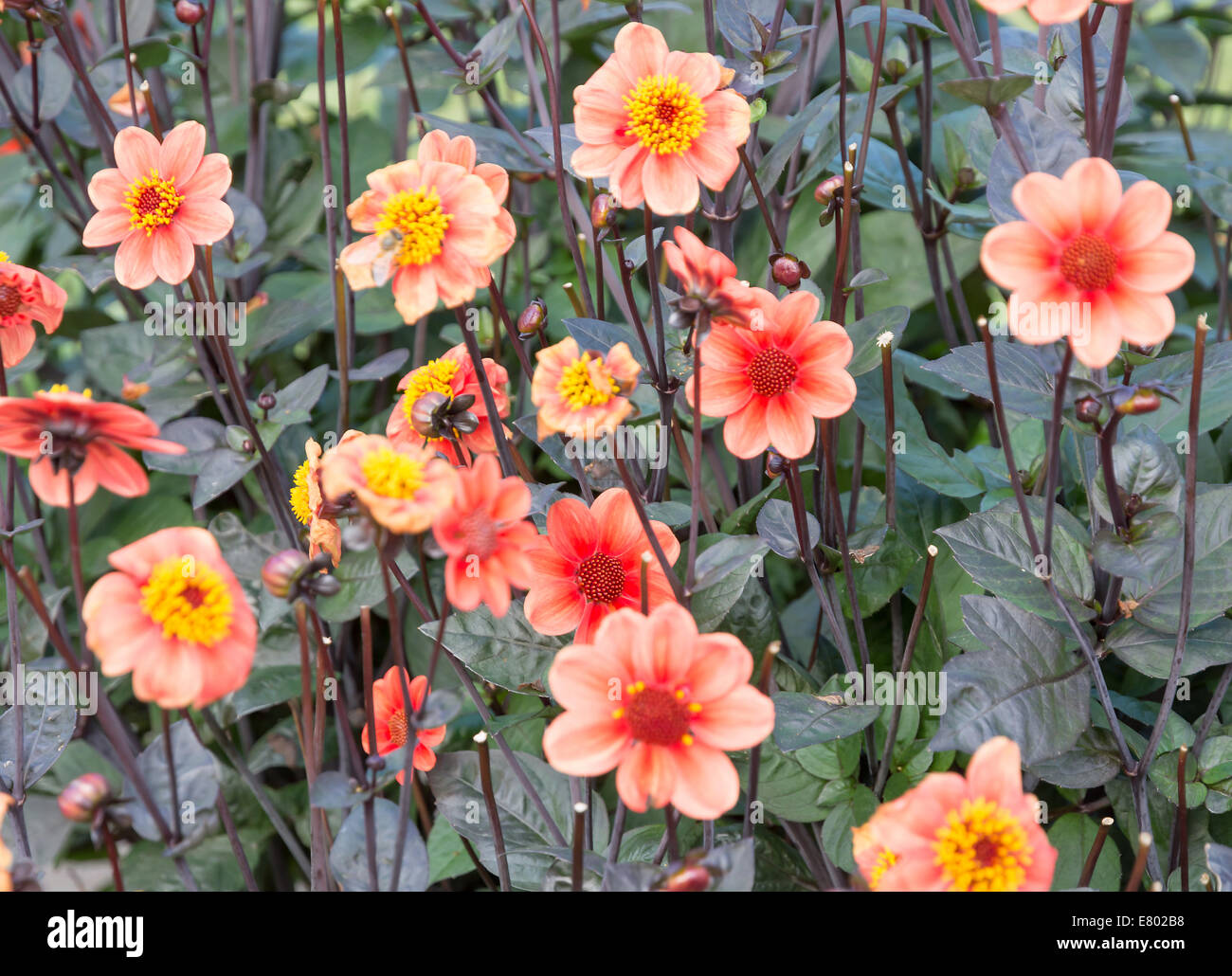 Red dahlia sweden hi-res stock photography and images - Alamy