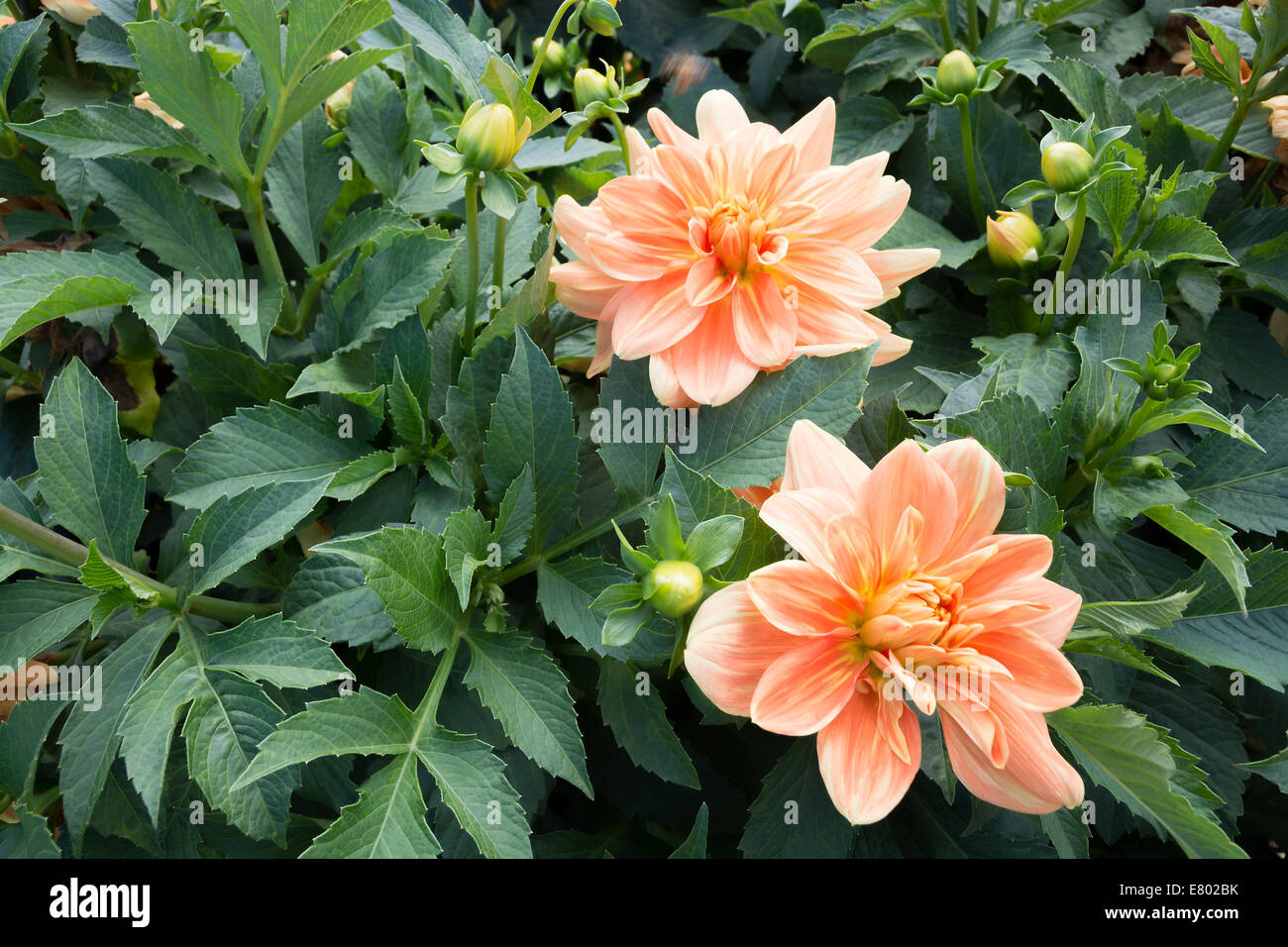 Dahlias. Two dahlias and foliage in autumn garden in September Stock ...