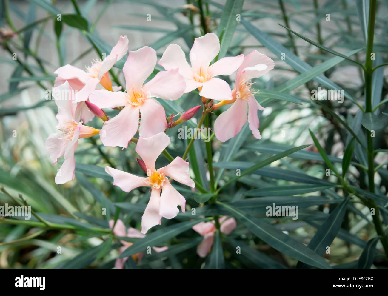 Oleander flowers. Nerium shrub with pastel pink flowers Stock Photo - Alamy