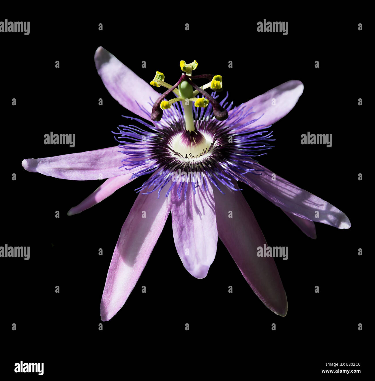 Passiflora incarnata hi-res stock photography and images - Alamy