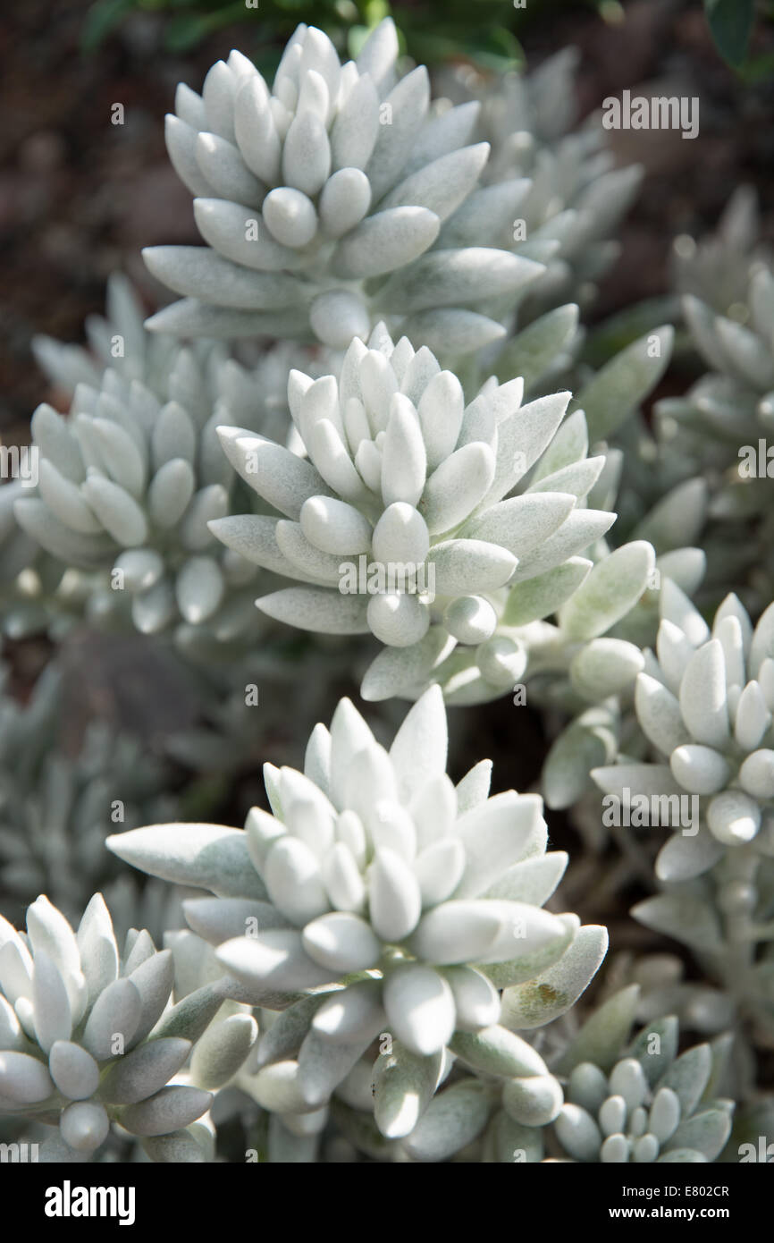 Ragwort closeup senecio haworthii. Wooly senecio, ragworts, groundsel ...