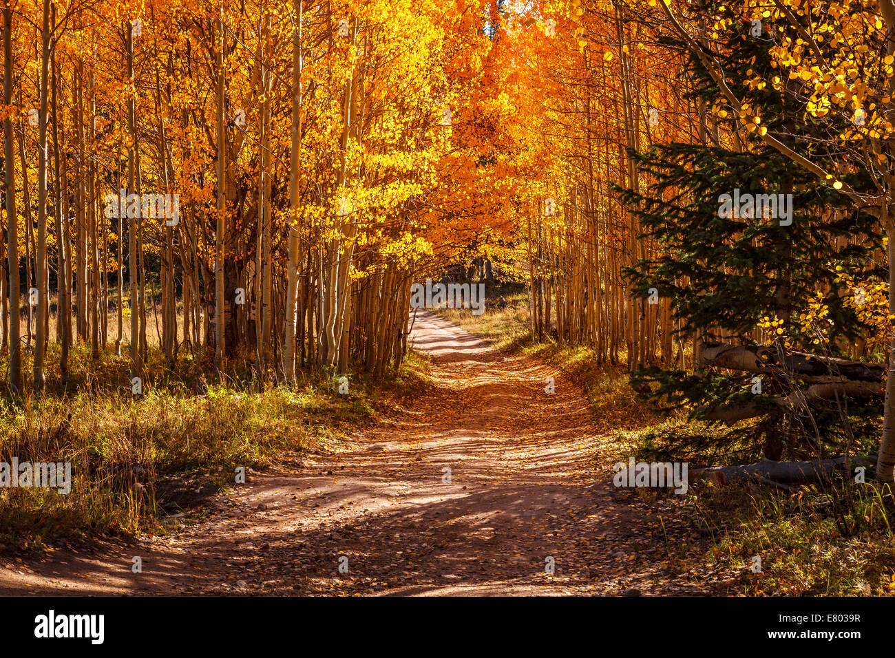 Dirt mountain road going through a grove of quaking aspens that are ...