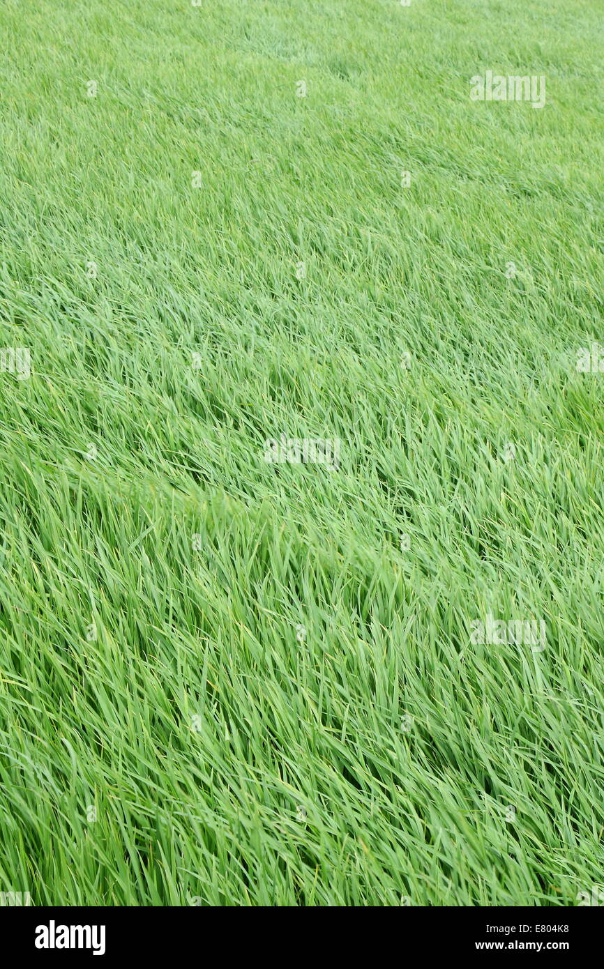 The vast green rice Stock Photo - Alamy