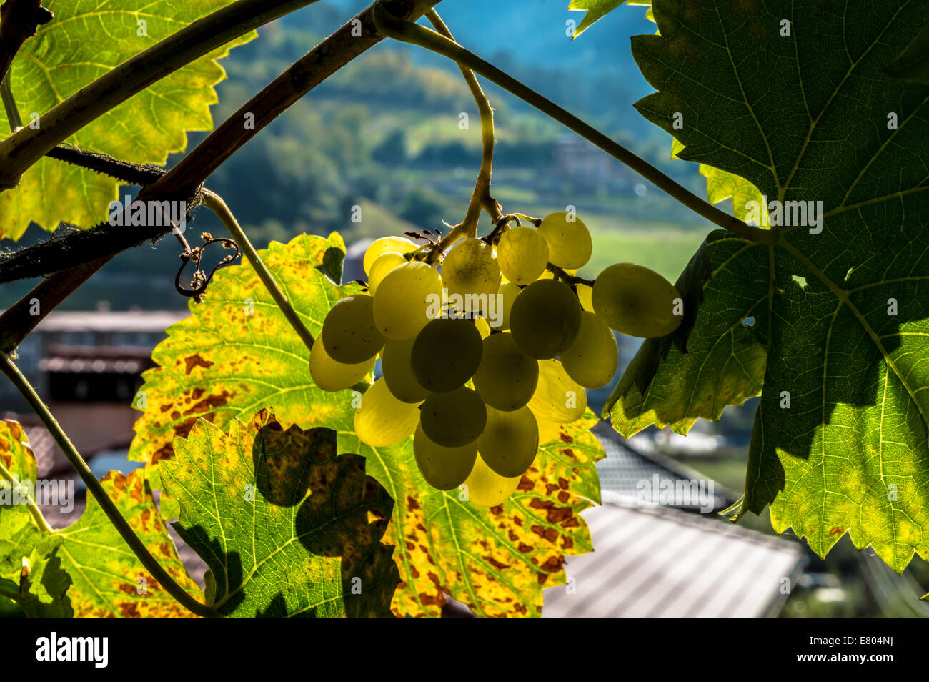 Yellow grapes hi-res stock photography and images - Alamy