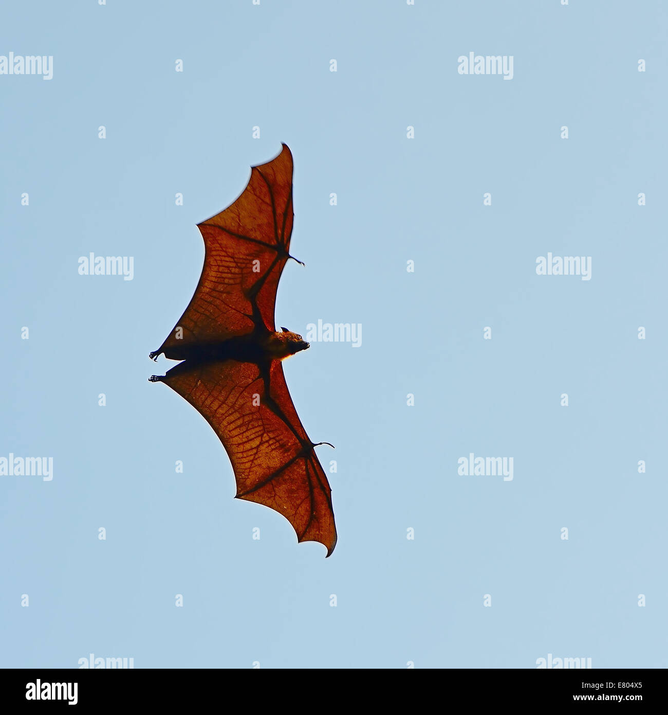 Large Bat, Hanging Flying Fox (Pteropus vampyrus) in blue sky ...
