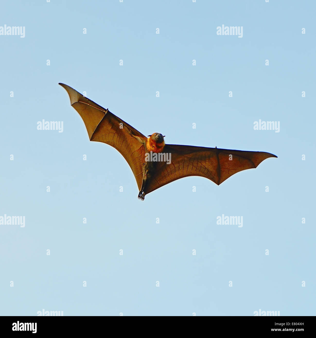 Large Bat, Hanging Flying Fox (Pteropus vampyrus) in blue sky ...