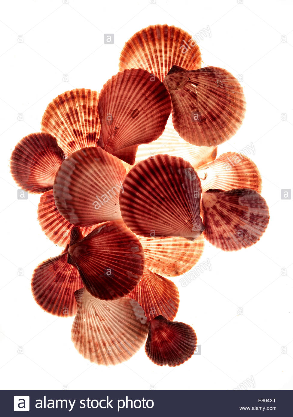 Colourful Shells Stock Photos & Colourful Shells Stock Images - Alamy