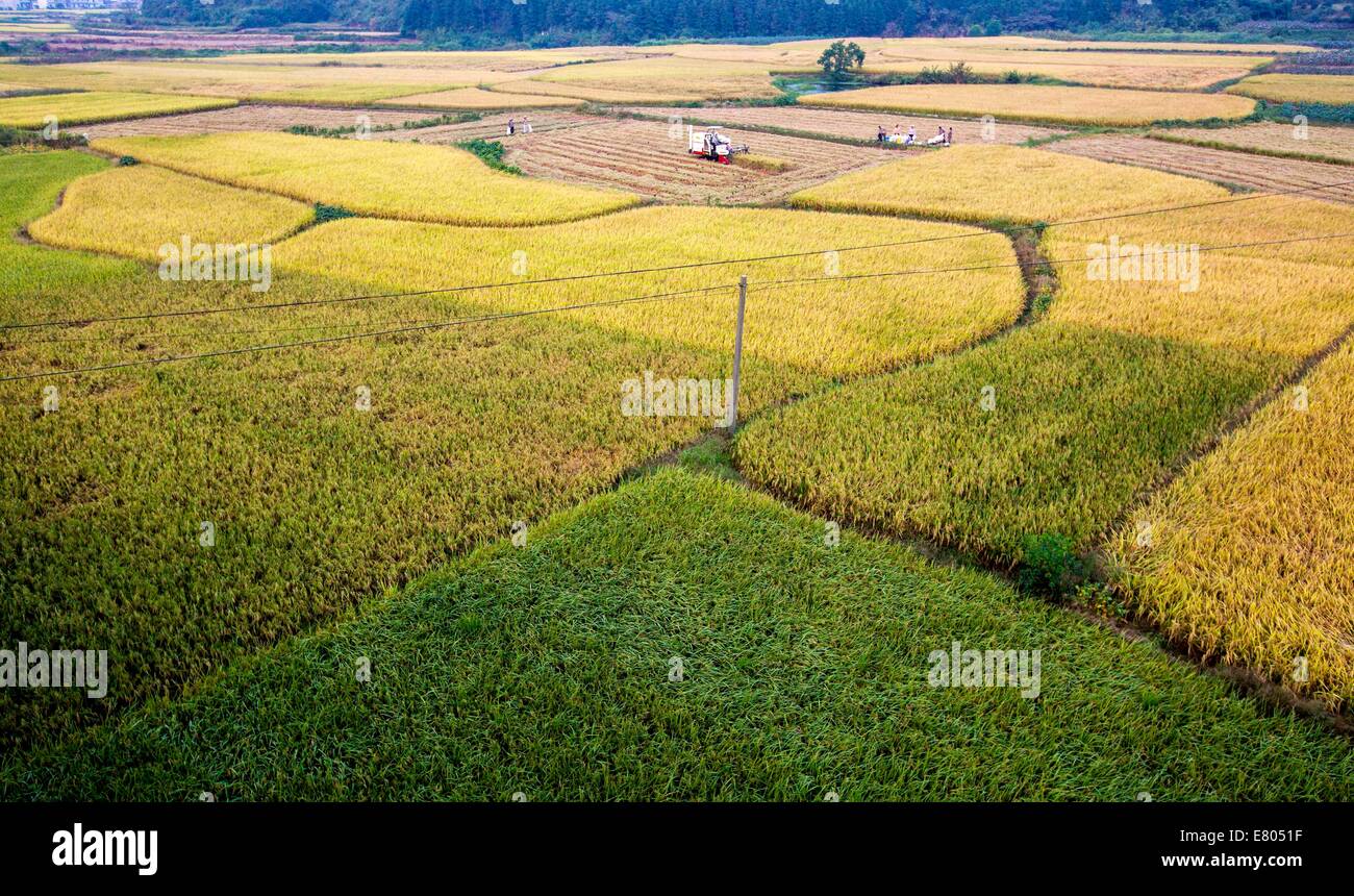 Duchang, China's Jiangxi Province. 26th Sep, 2014. A harvester collects ...