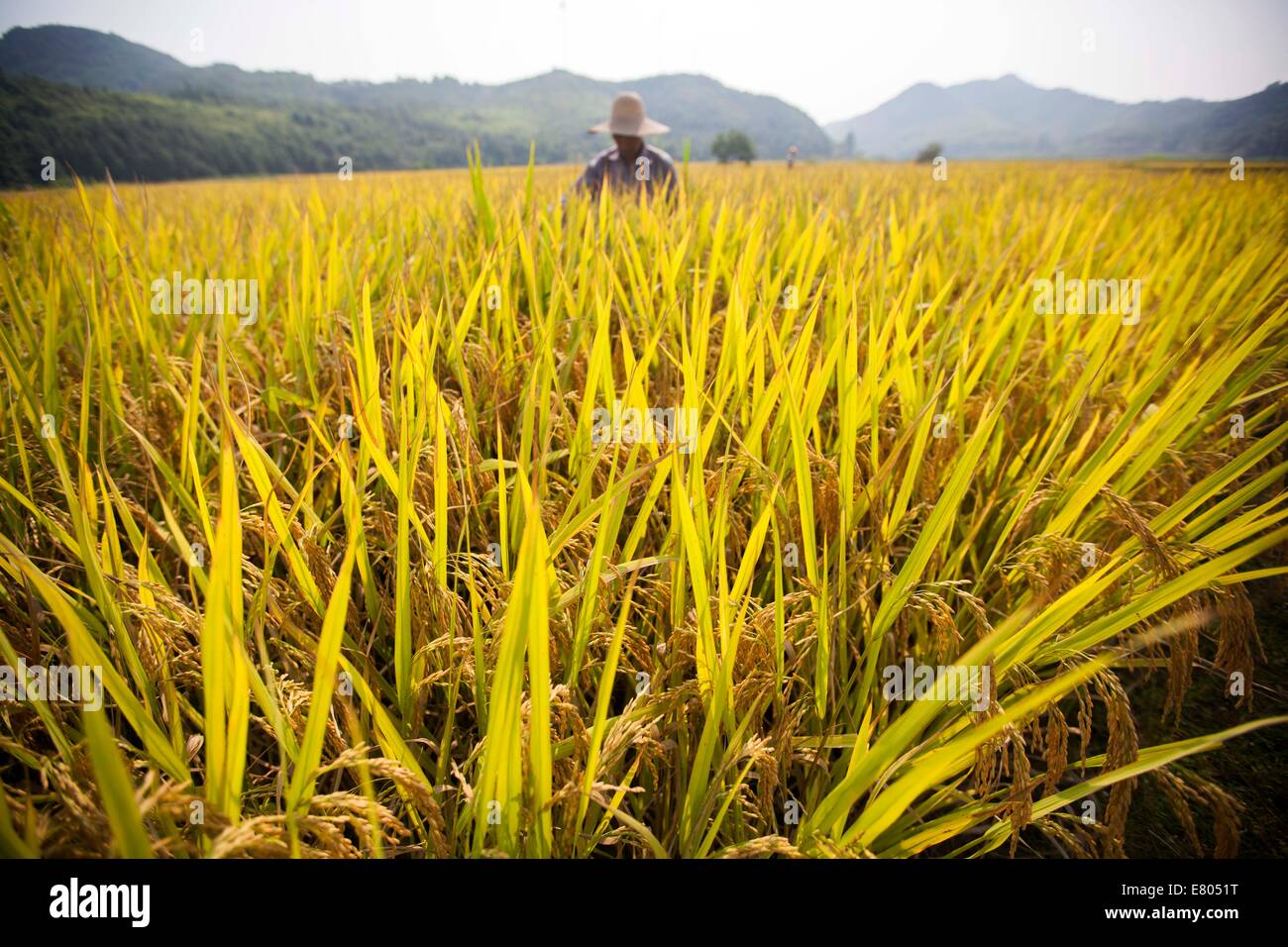Duchang, China's Jiangxi Province. 27th Sep, 2014. A farmer examines ...