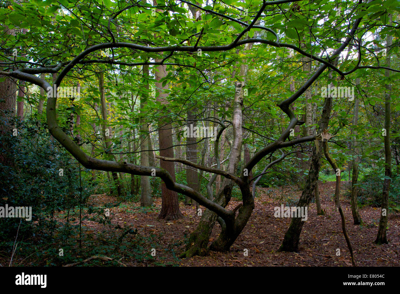 Autumn tree, woodland at Cottage Plantation on Blue boar lane, Norwich ...