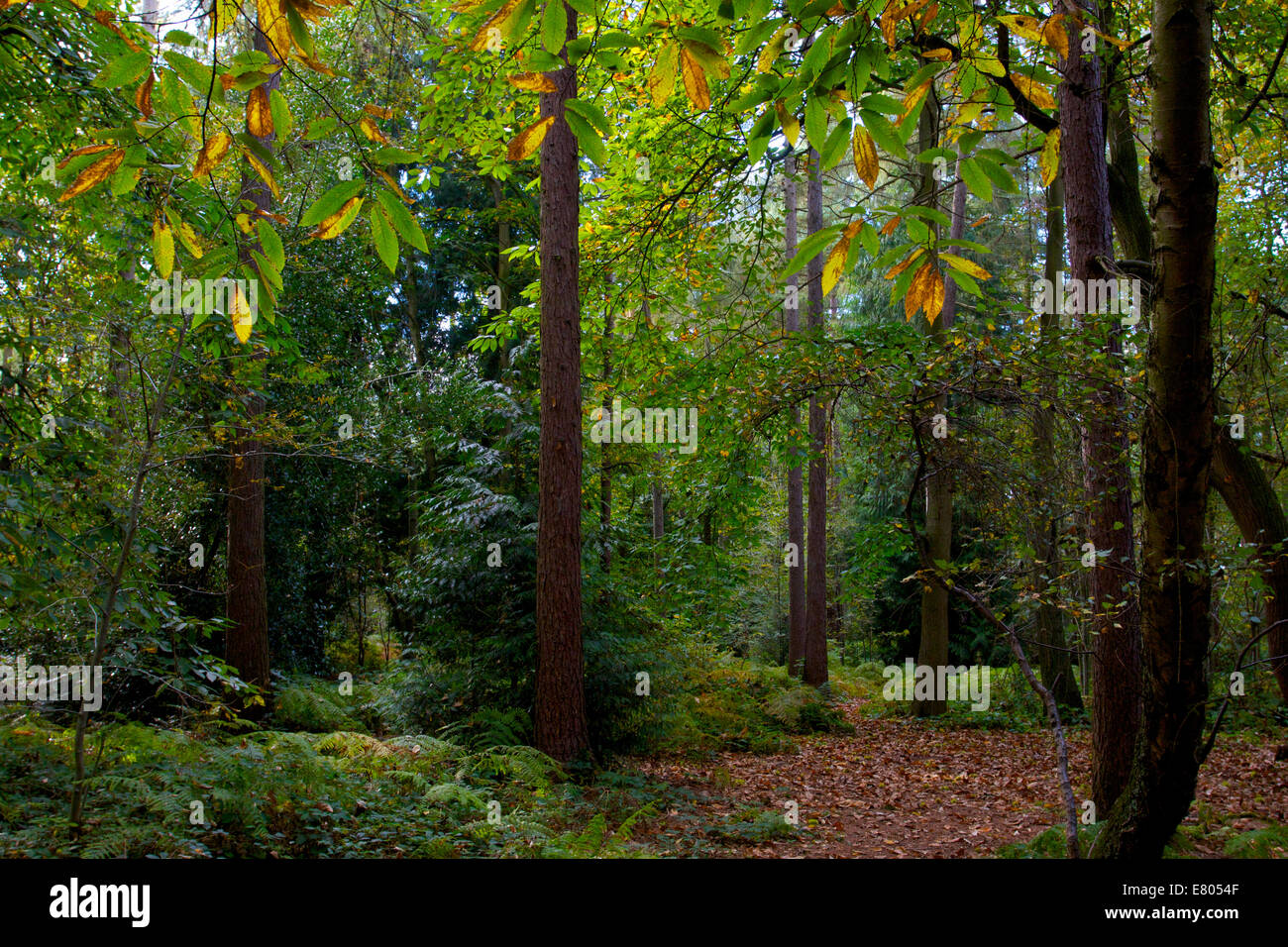 Autumn tree, woodland at Cottage Plantation on Blue boar lane, Norwich ...