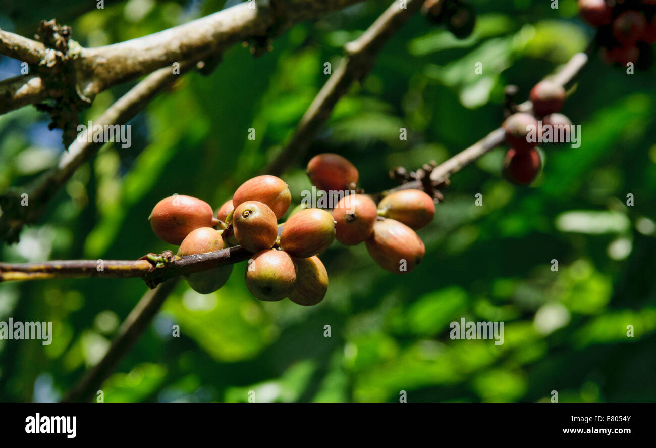 Java indonesia coffee plantation hi-res stock photography and images ...