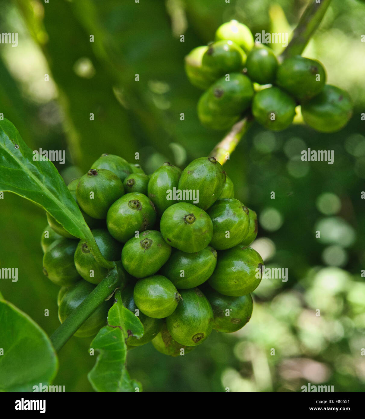 Coffee fruit at the coffee plantation in East Java, Indonesia Stock ...