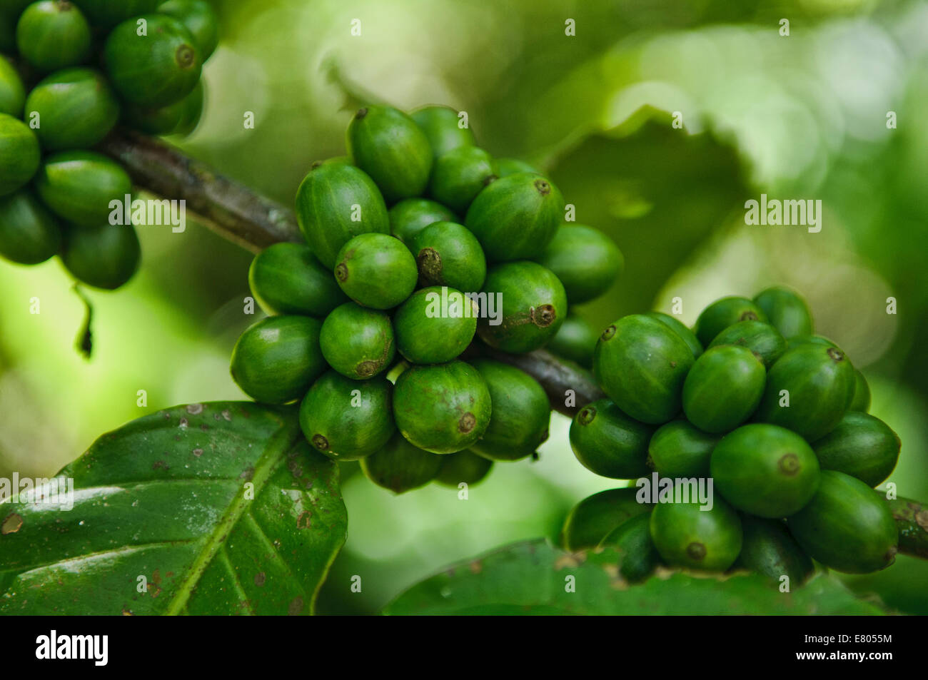 Java coffee plantation hi-res stock photography and images - Alamy