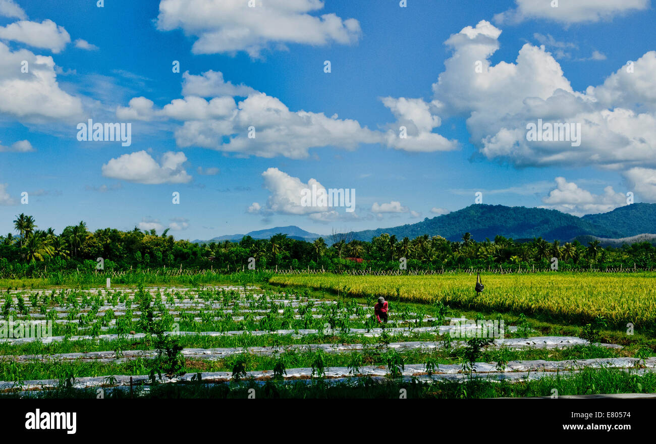 Farmer planting in his farm in East Java Indonesia Stock Photo - Alamy