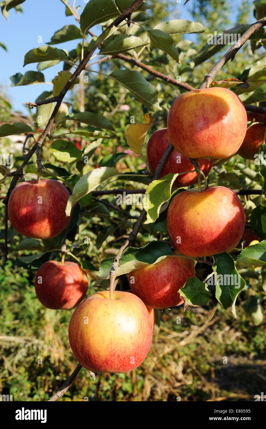 Branch of tree with many bright red apples Stock Photo - Alamy