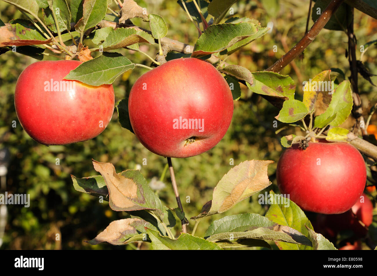 Branch of tree with three bright red apples Stock Photo - Alamy