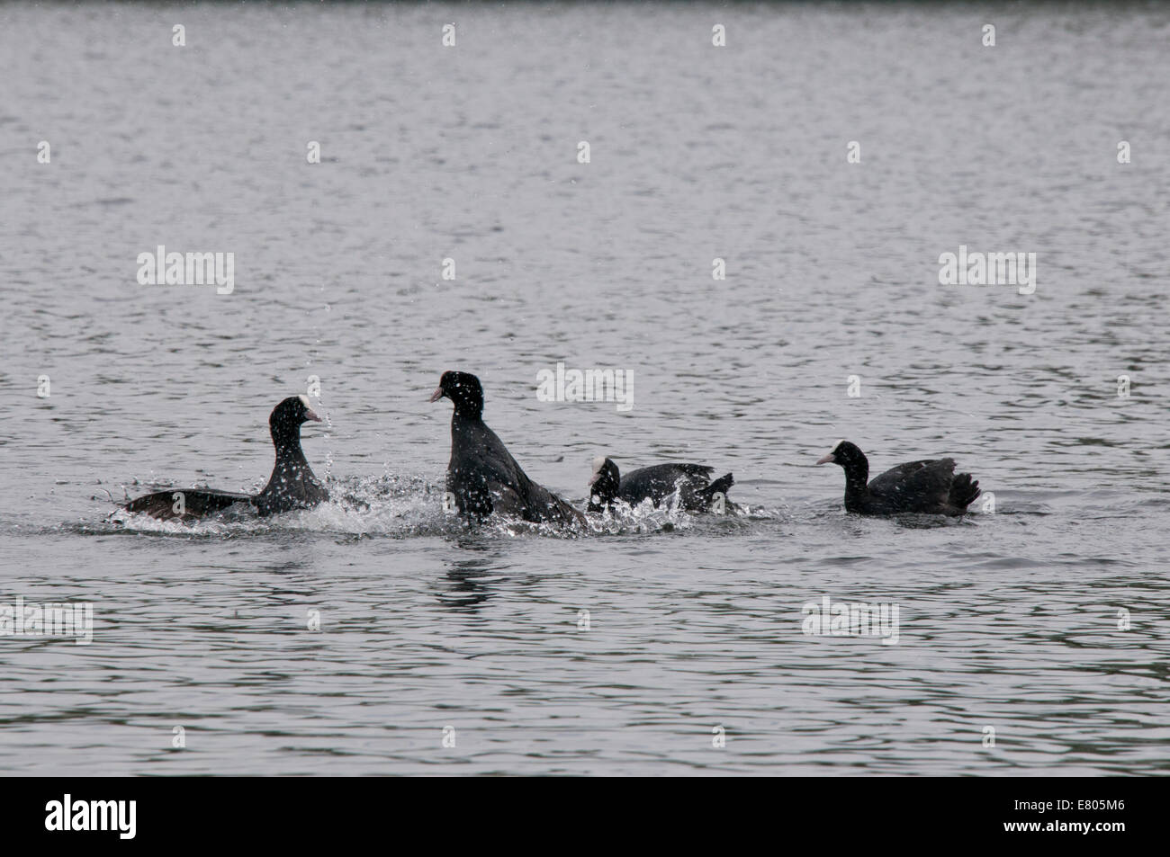 Su tavugu hi-res stock photography and images - Alamy