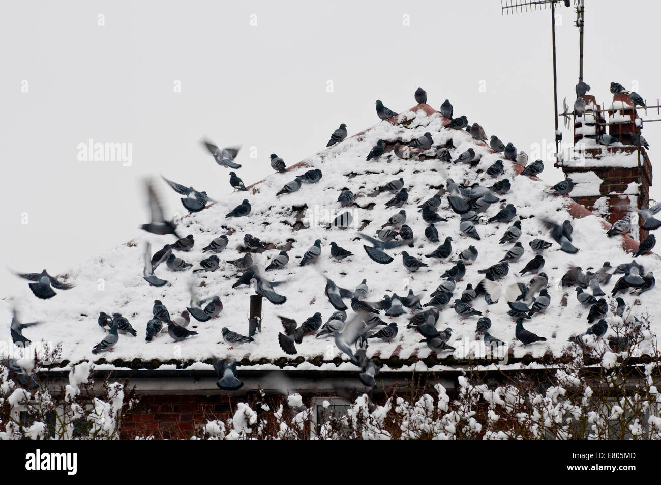 Pigeons sitting on rooftop hi-res stock photography and images - Alamy