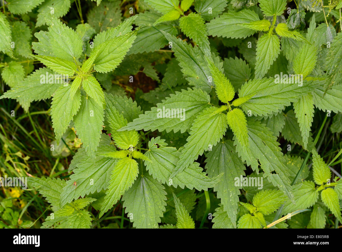 Pattern of wild nettles in a forest Stock Photo - Alamy