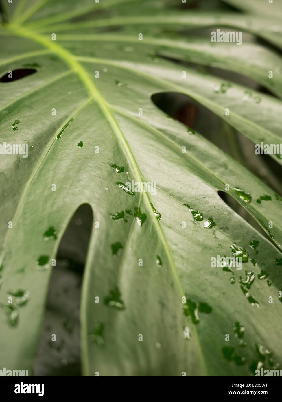 Tropical leaf hi-res stock photography and images - Alamy