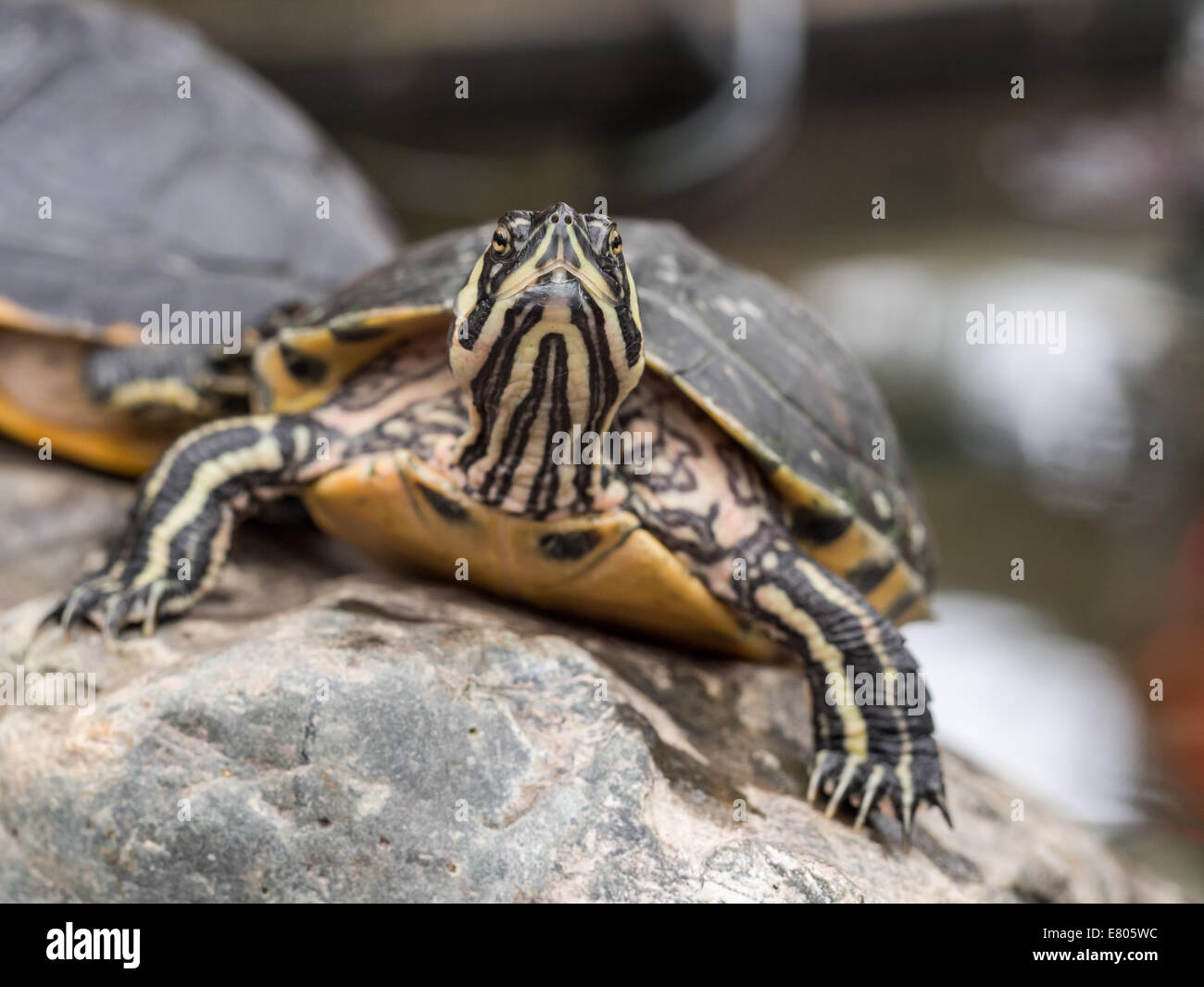 Closeup of a small turtle staring straight at the camera Stock Photo ...
