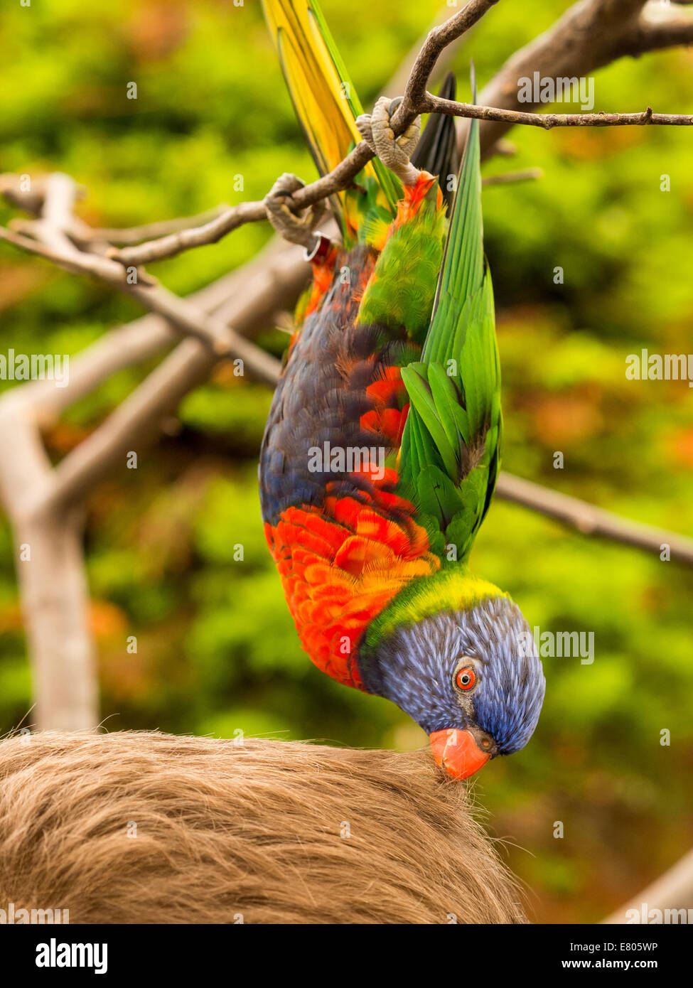 Colorful parrot hanging from branch and biting hair Stock Photo - Alamy