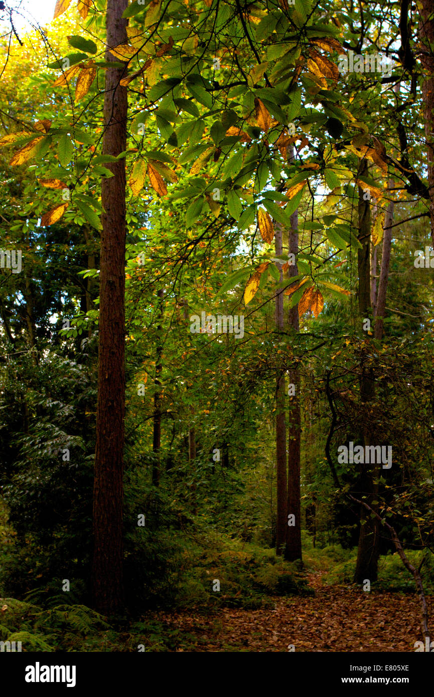 Autumn tree, woodland at Cottage Plantation on Blue boar lane, Norwich ...