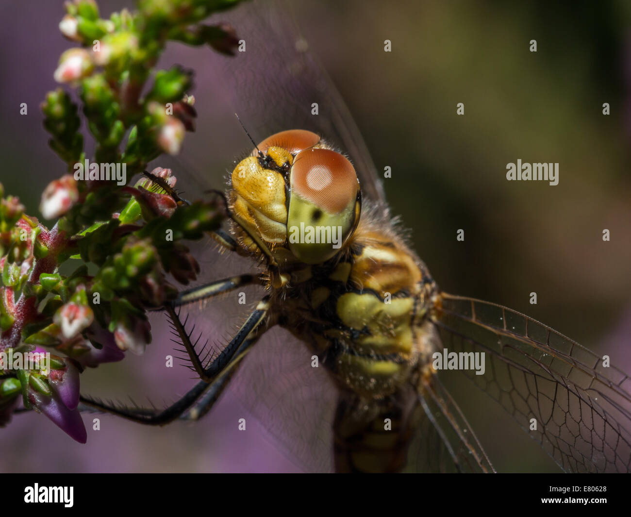 Dragonfly resting on a stem hi-res stock photography and images - Alamy